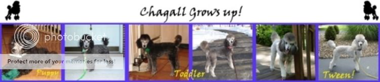 Do all poodles have long legs? | Poodle Forum