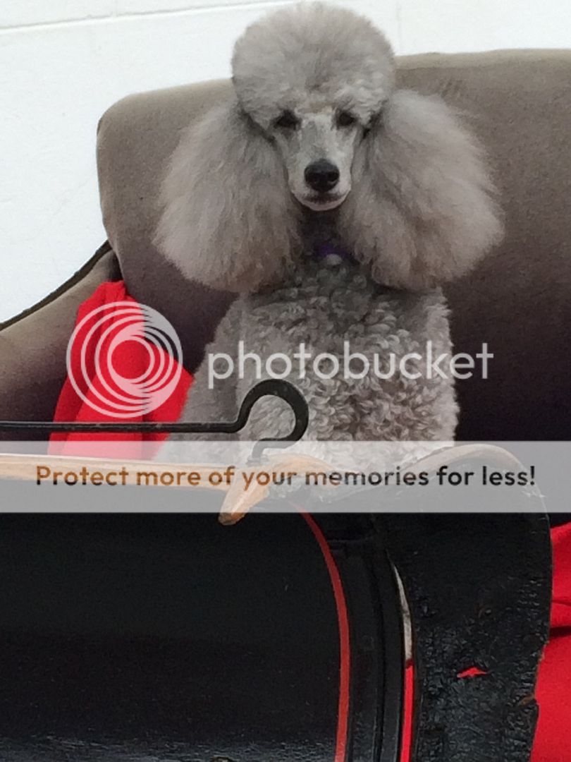 Chagall pulls a sleigh! | Poodle Forum