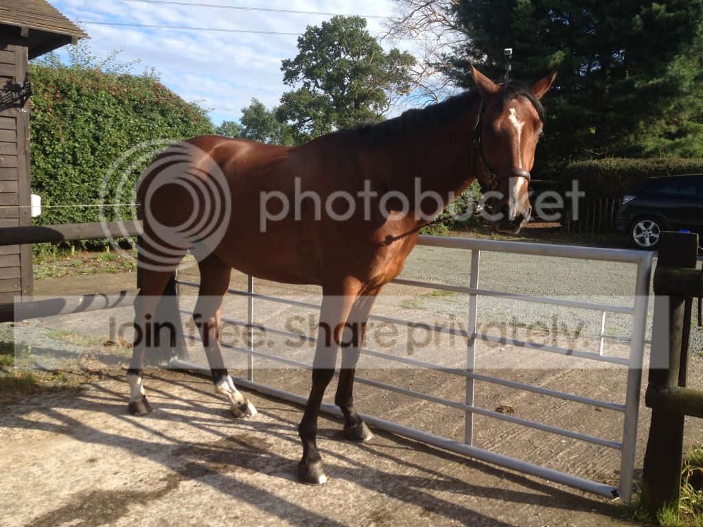Feed Balancers- are they worth it? | Horse and Hound Forum