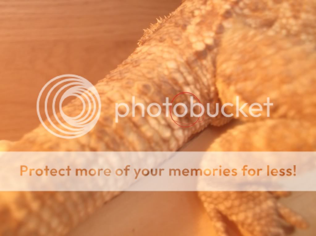 Bearded dragon possible cyst/tumour | Reptile Forums